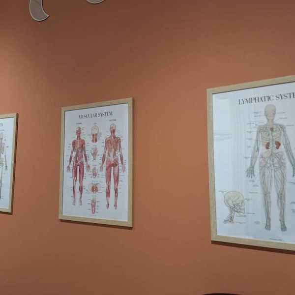 Musculoskeletal Posters | Sandyspines | BUNDLE | Watercolor Art for ...