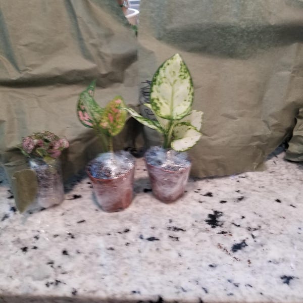 Aglaonema Ruby Ray 2” Plant **(ALL Plants Require You to Purchase ANY 2 ...