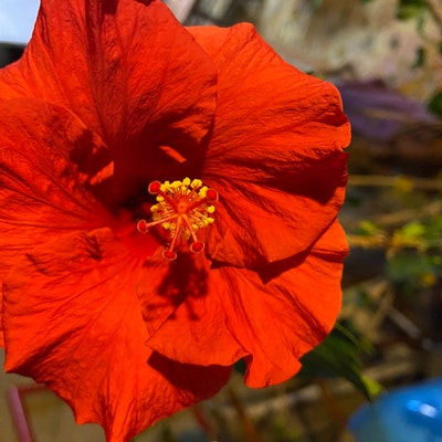 High Priestess of Witches Transformation Spell - Etsy