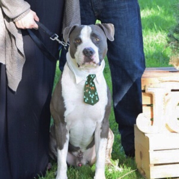 Broken Luck by Shannon Morse - Etsy