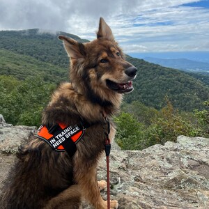 Personalized Dog Harness With Custom Patch Hook Fastener Backing ...