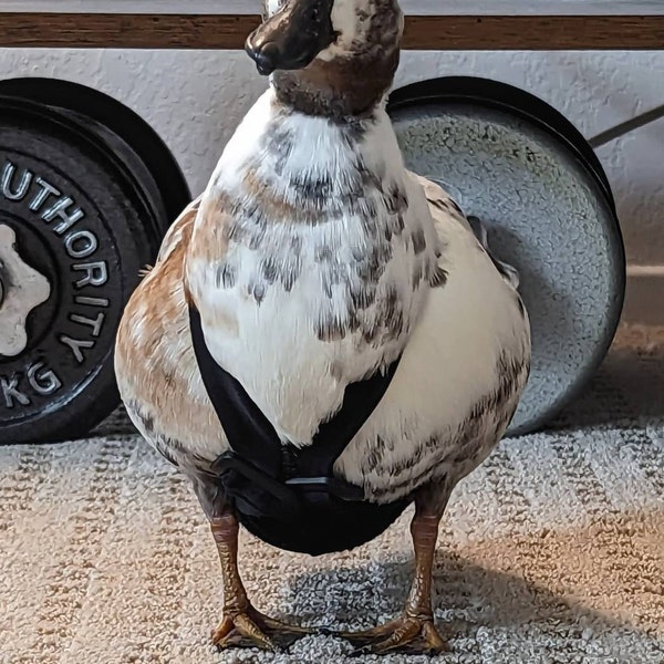 Bird Tuxedo | Bird Diaper | Bird Flightsuit | Bird Costume | Tux With ...