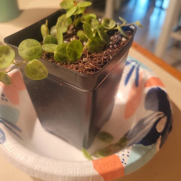 SUPER SALE Rare Variegated String of Turtles Plant Live in Pot Perfect ...