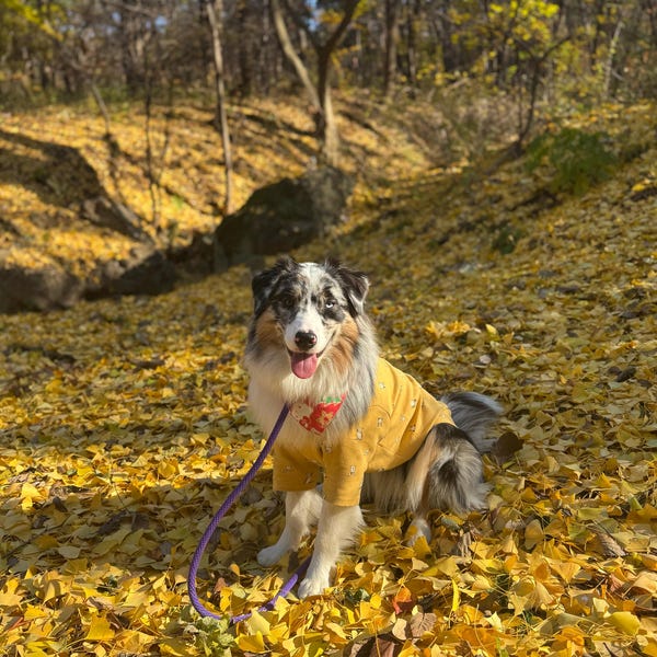 Pink Plaid With Ruffles Dog Bandana, Pretty Pink Pet Bandana, Plaid ...