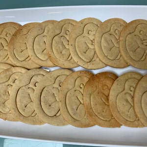 20-week Fetal Development Cookie Cutter Bakerlogy Medicine Pregnancy ...