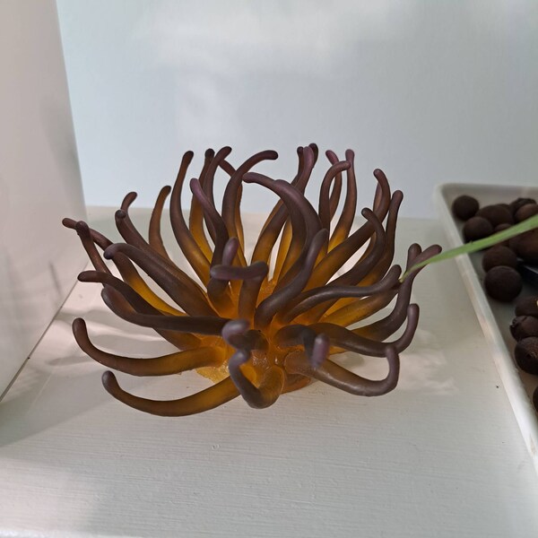 Large Tun Seashell Tonna Oleria (1 Shell Approx. 4.5+ Inches) Great ...