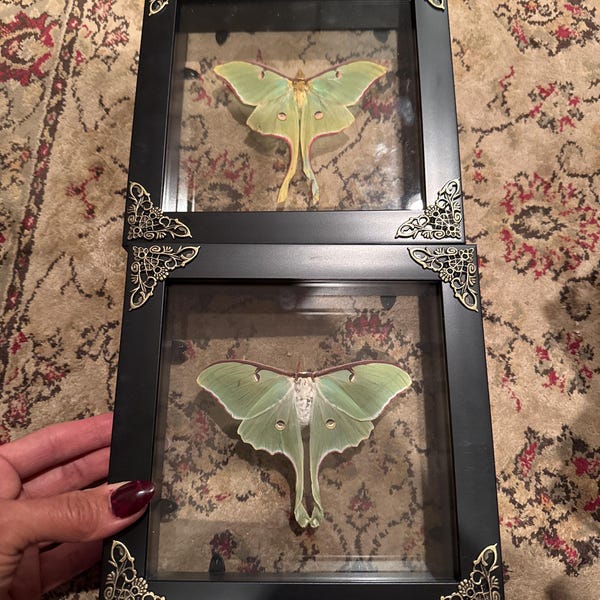 REAL Lot of 4 Brown Cicada Specimens DRIED Perfect Condition for ...