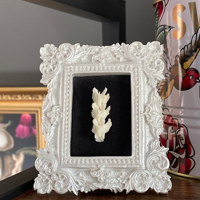 Real Mole Bone Displays. Bone Display. Mounted Mole Bones. - Etsy UK