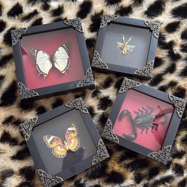 Real Framed Spider Tarantula Bird Eating Insect Shadow Box Taxidermy ...