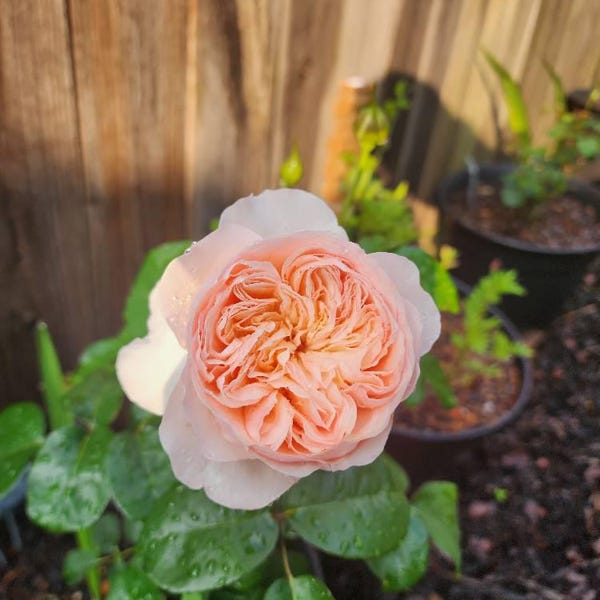 Chinese Julie. Climbing Rose Hanxian 涵仙，cut Rose. Highly Recommended ...