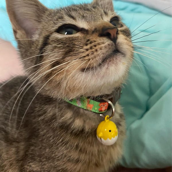 Seashell Dog Collar and optional Leash Set Girl Dog Collar With ...