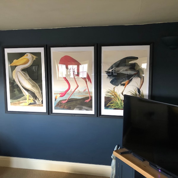 Pink Flamingo Vintage Art Print, Birds of America Decor, Antique Bird ...