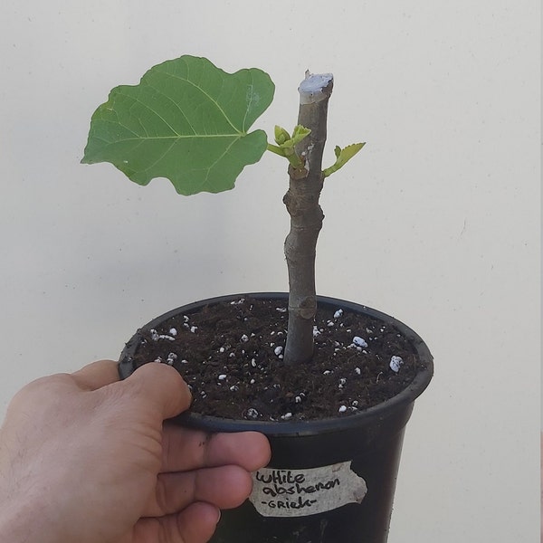 X2 Lays Potato Chips Tzatziki Flavored Snacks - Etsy