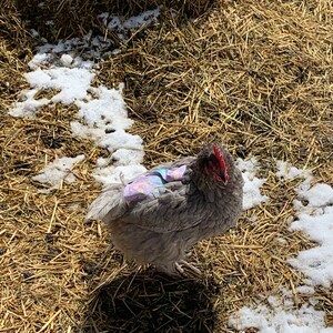Chicken Diaper/ Hen Diaper/ Rooster Diaper/ Poultry - Etsy