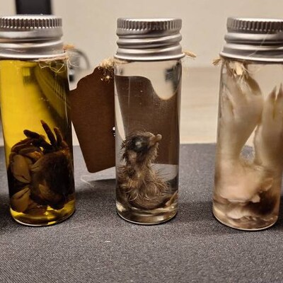 Mixed Mystery Lot Wet Specimens Insect Mammal Bird Aquatic. - Etsy
