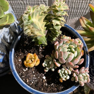 Rare Imported Succulent Korea Variegated Echeveria Miracle - Etsy