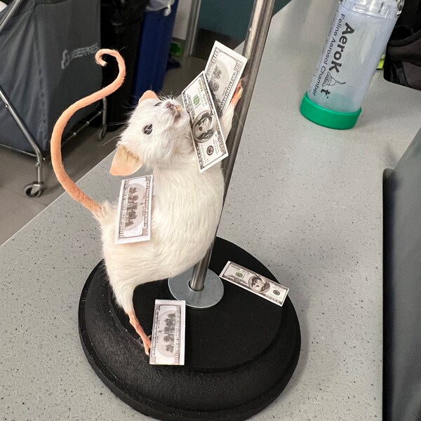 JOJO the Pole Dancing Taxidermy Mouse | Funny Oddities & Curiosities ...