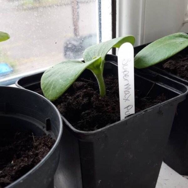 10 Super Max Pumpkin Seeds - Etsy UK