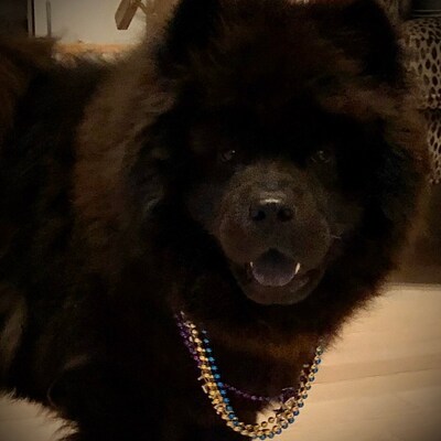 Chow Essential Care Combo Handcrafted Balms for Dry Dog Noses, Rough ...