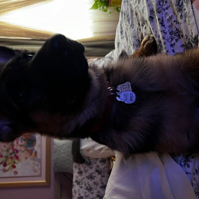 Jack of Spades Dog Tag, Pet ID Tag, Personalized Dog Tag, Custom, Dog ...