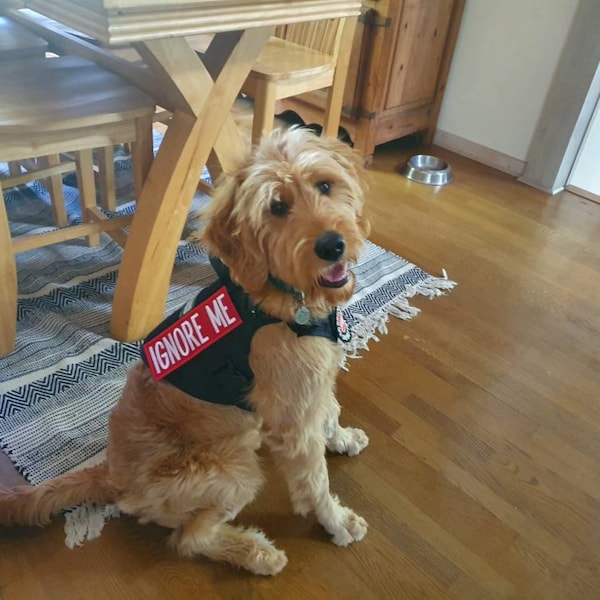 1 Patch, IGNORE ME, 8 Inches X 3 Inches, Sew On, Customizable, Custom ...