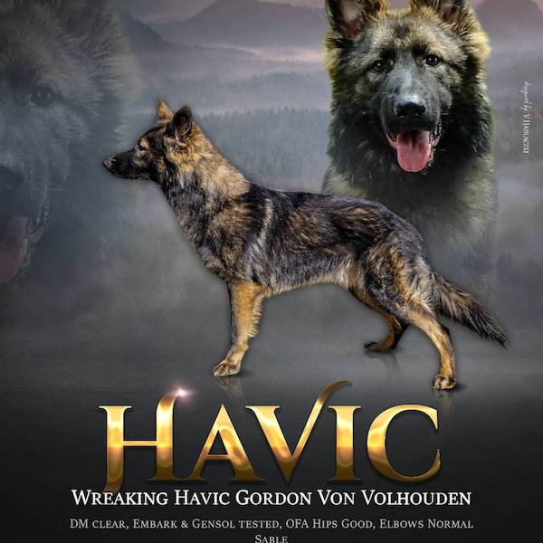 Labrador Retriever Advert for Breeders, Stud Dog Kennel Presentation ...