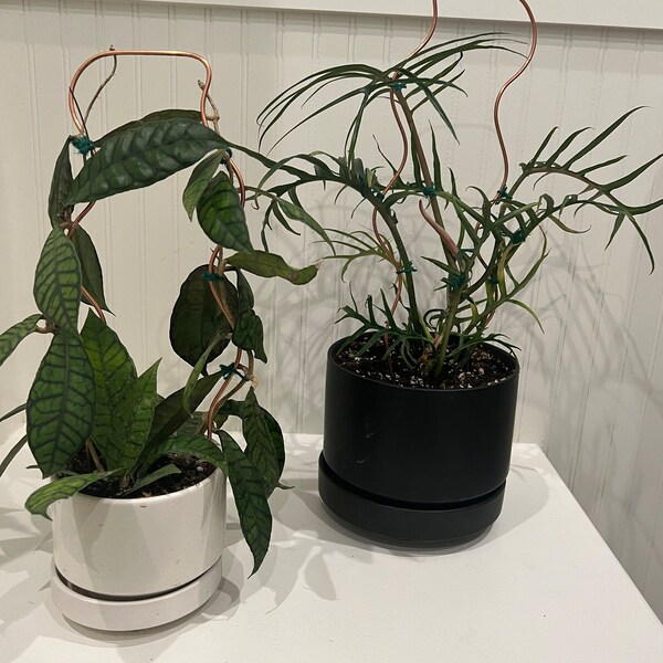 Plant Propagation Side Car Plant Buddy Test Tube Prop Station - Etsy