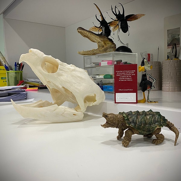 Alligator Snapping Turtle Skull Replica (museum Quality) - Etsy