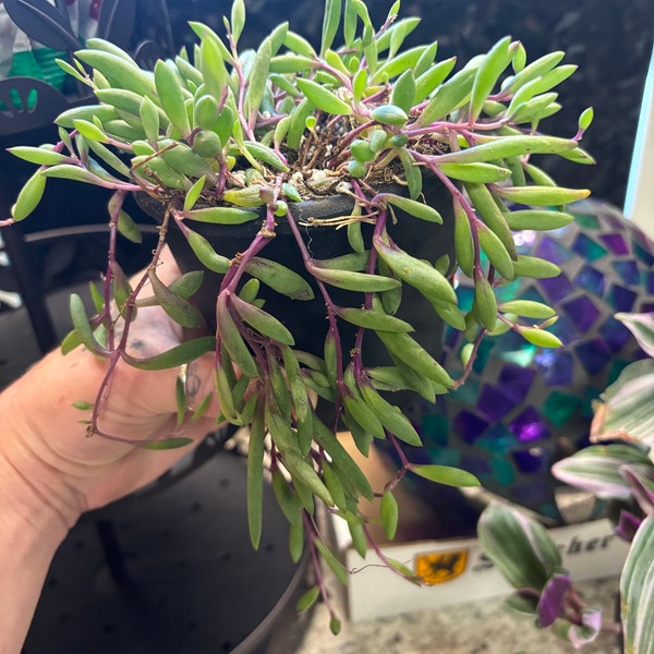 Ruby Necklace, String of Rubies, Little Pickles, Othonna Capensis ...