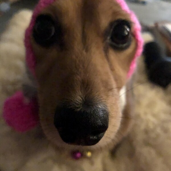 Pet Frog Costume Halloween Costume Frog Sweater and Hat Dachshund Frog ...