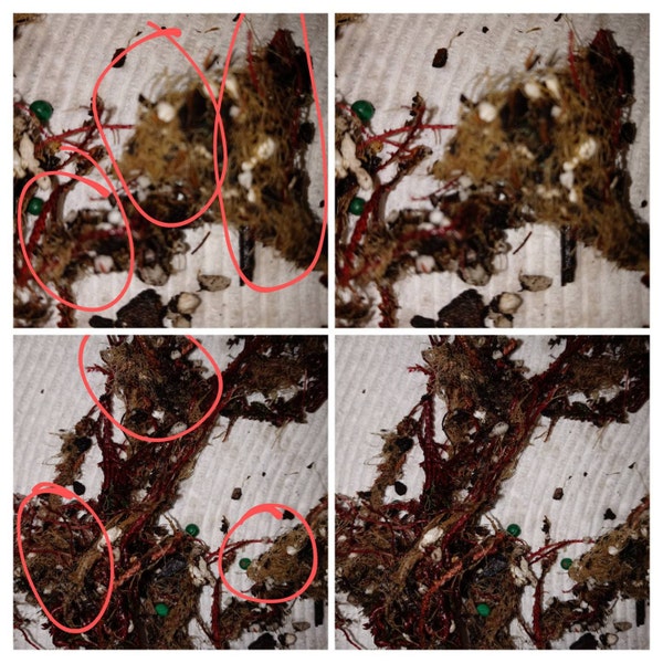 Selaginella Erythropus Sanguinea - Ruby Red Moss Fern - Live Plant - Etsy