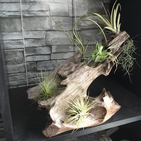 CHEAP Random BOGWOOD 20-30cm Fish Tank Root for Java Fern Moss Live ...