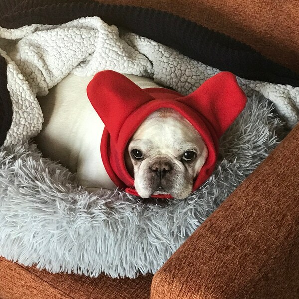Frenchie Hats / Dog Hats / French Bulldog Hats - Etsy
