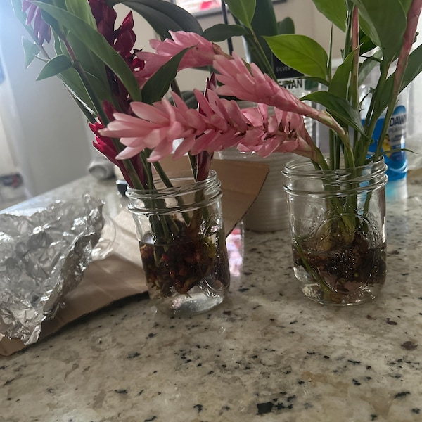 Theobroma Cacao Amelonado/forastero Live Rooted Plant Tree - Etsy