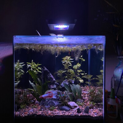 Floating Plant Package 1, Frogbit Dwarf Water Lettuce Water Spangles ...