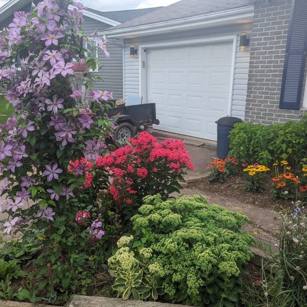 Silver Falls Dichondra Seeds Ponyfoot Seeds Silver Falls Seeds ...