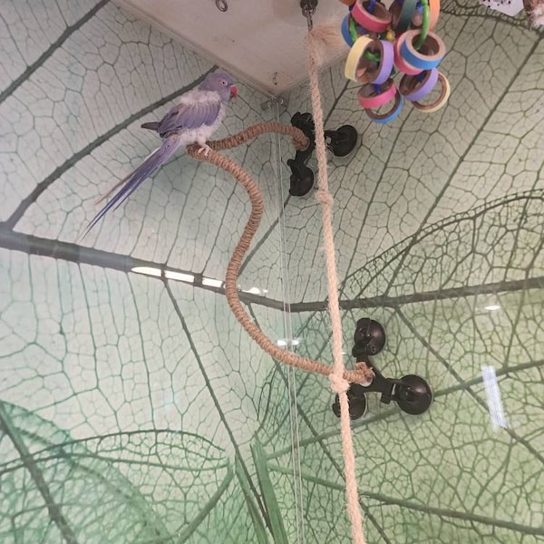 Natural Bird Perches, Bird Cage Perch, Bird Perches, Parrot Perches ...