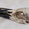 Crow Skull Real Natural Corvus Carone Raven Corvid Taxidermy Gothic ...