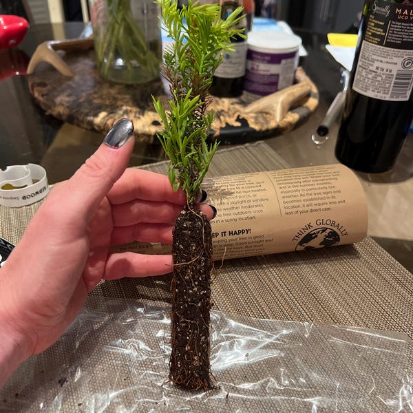 Piñon Pine | Tree Seed Grow Kit | the Jonsteen Company - Etsy