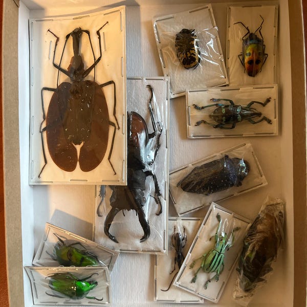 Mixed Real Beetles, Package of 5, Pack of Mixed Beetles, Entomology ...