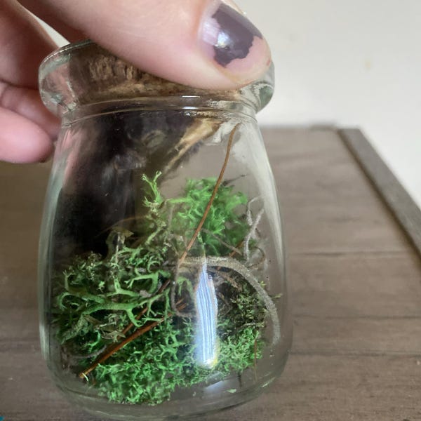 Mini Octopus Tentacle Wet Specimen Heart Bottle Real Taxidermy ...