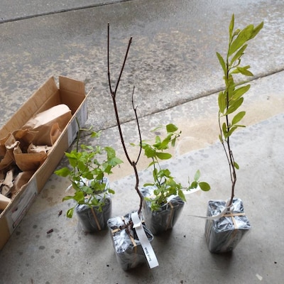 Star Magnolia 4pot Magnolia Stellata - Etsy