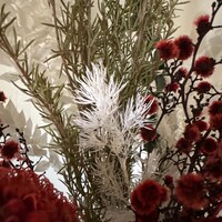 White Preserved Stirlingia Wreath Australian Native Everlasting Flowers ...