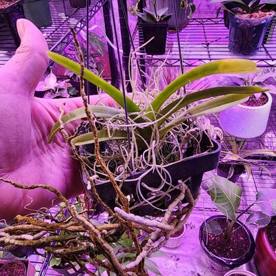 Live Orchid Vanda Flower Plant From Hawaii Exotic Blue/purple/pink/red ...