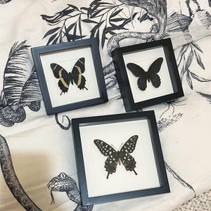 Real Atlas Moth Shadow Box Frame, Framed Attacus Atlas, Moth Taxidermy ...