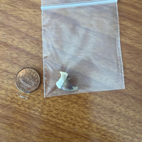 Ancient Fossilized Corax Shark Dinosaur Teeth - Shark Teeth Fossil ...