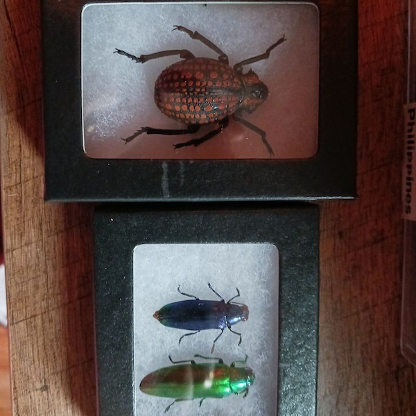 6 Pack of Riker Display Cases 3 X 4 X 3/4 for Collectibles Jewelry ...