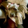 Denim Dog Bow - Etsy