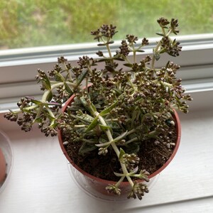 Crassula Picturata tiger Jade 4 - Etsy