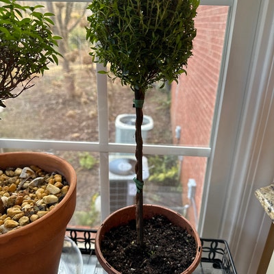 Scented Geranium Topiary Braid or Twist in a 6 Pot - Etsy